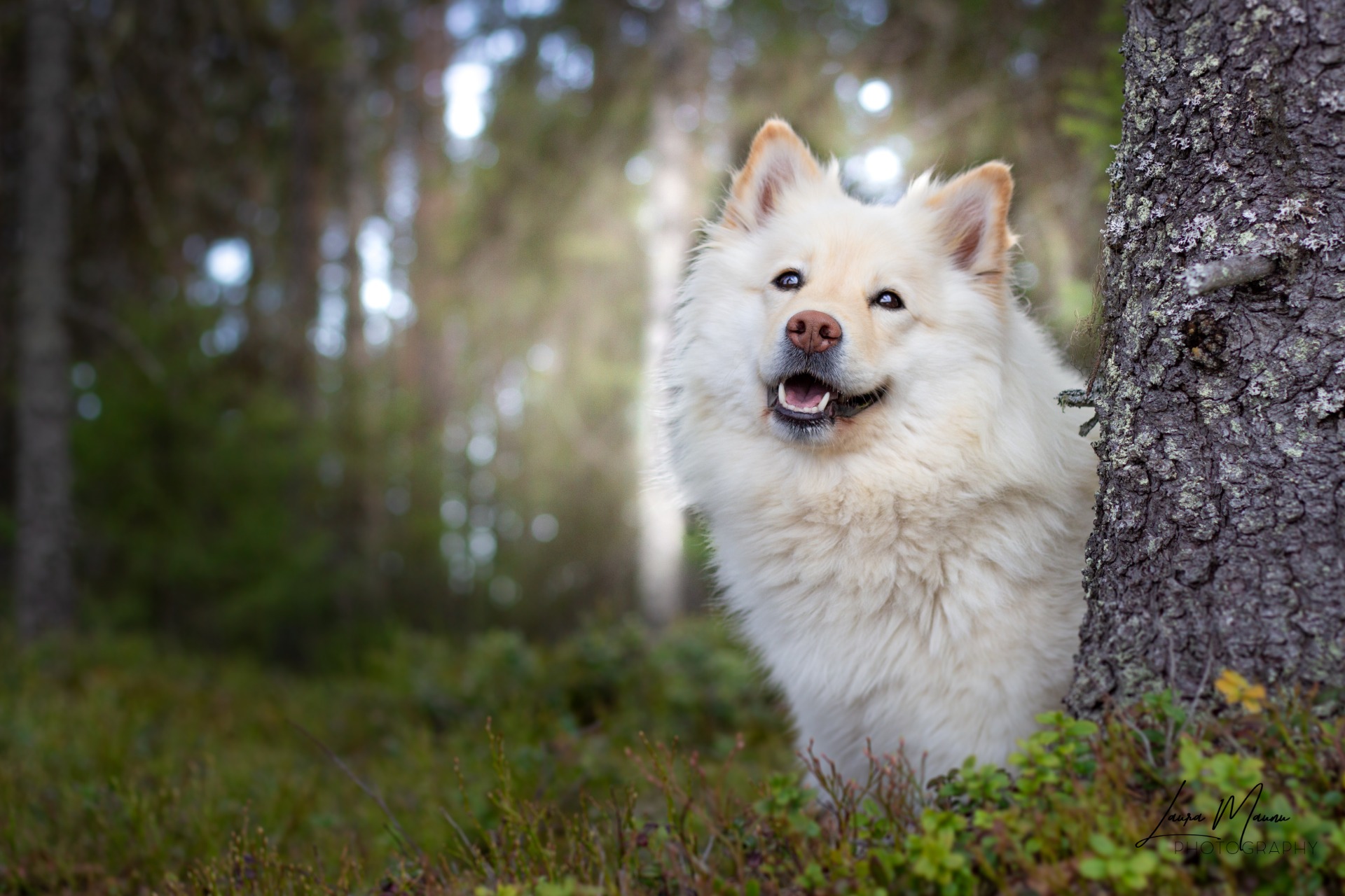 Galleria :: Lapin Neidon Kennel